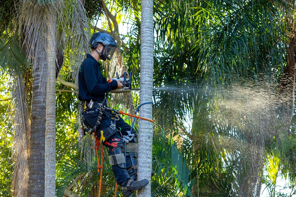 Tree Services Sunshine Coast | Trimming, Removal & Stump Grinding